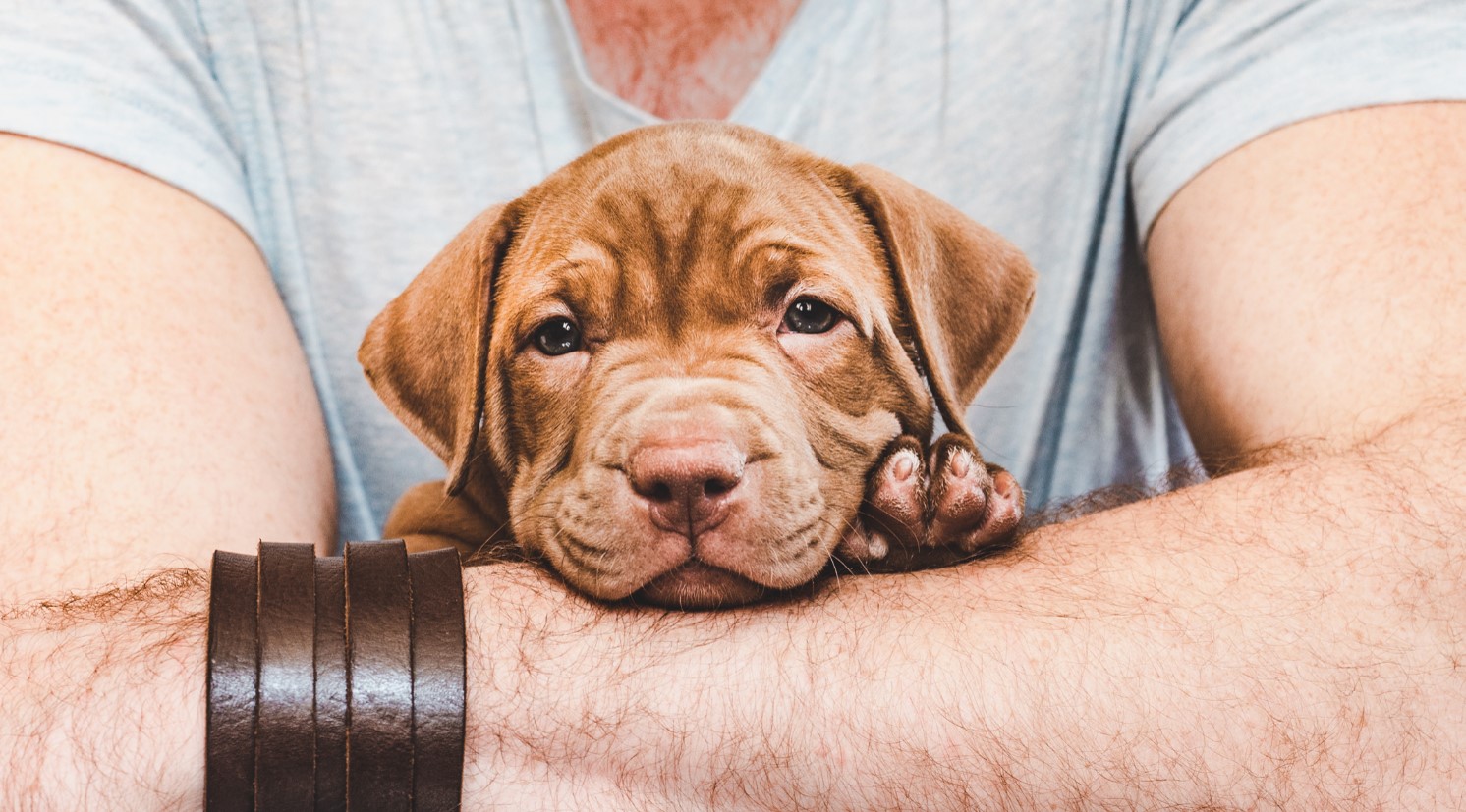 Consumer insight and pet owners – Where relevant consumer audiences ...